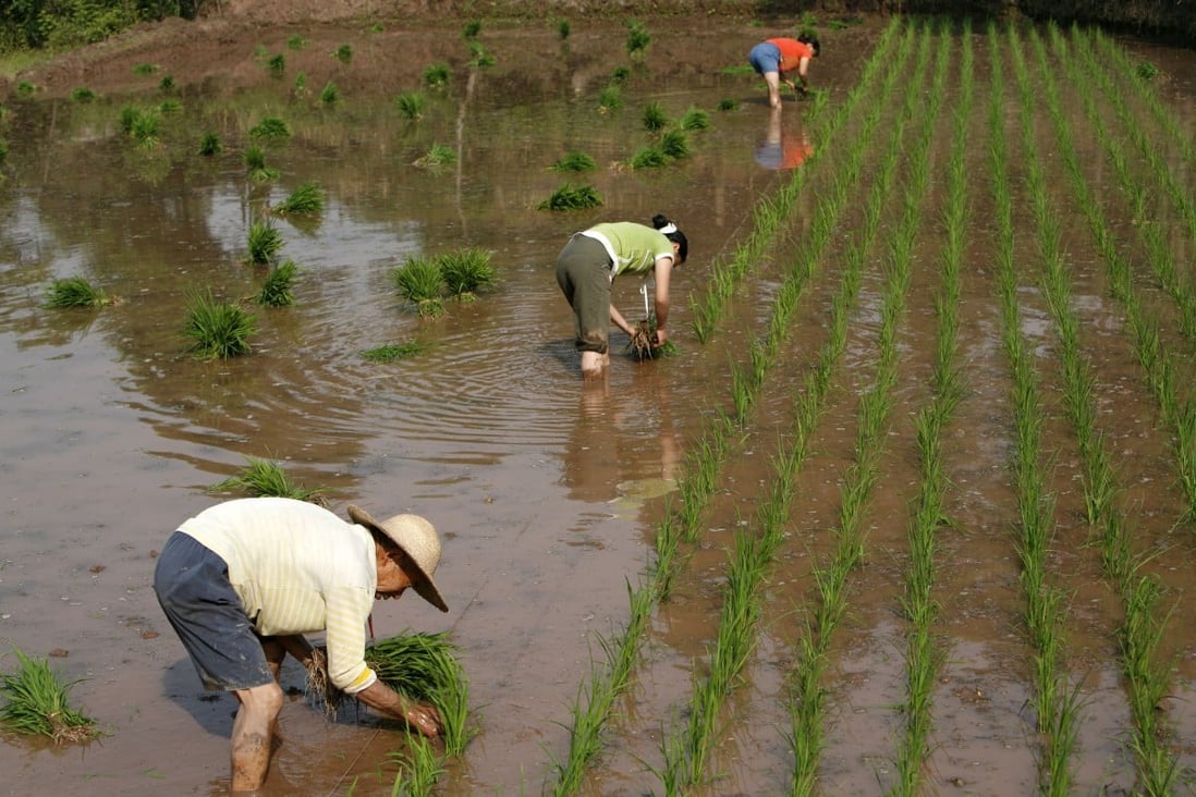 Why China's wheat-growing north produces individualists and its rice ...