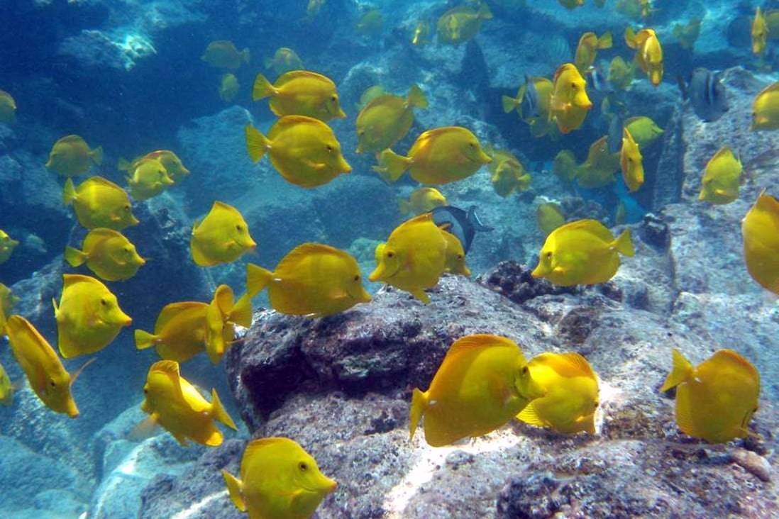 Hawaii’s harvesting of aquarium fish targeted by conservation group ...