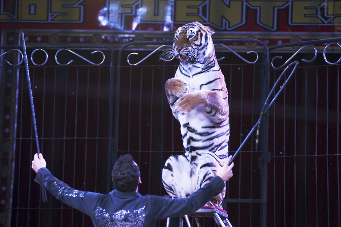 Mexico's 'circus wars' heat up amid animal bans | South China Morning Post