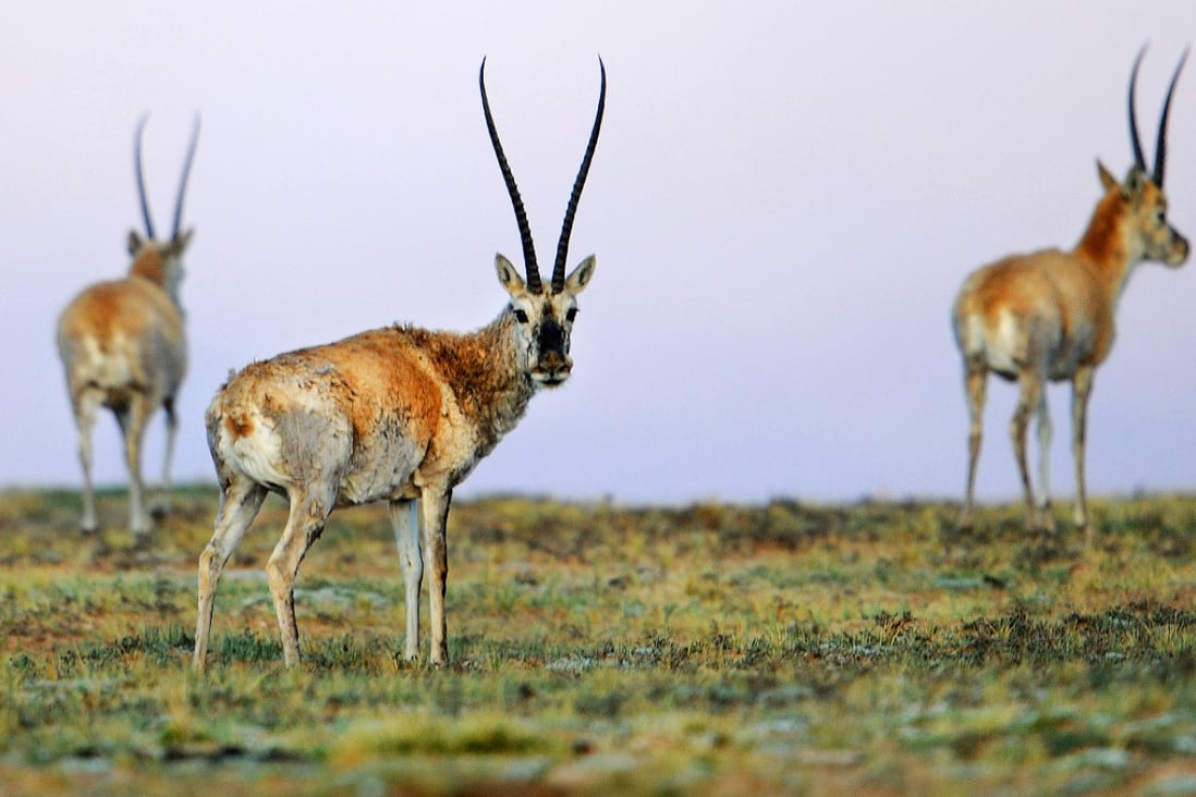 Johannesburg Zoo Joburg zoo's only surviving polar bear in mourning | eNCA