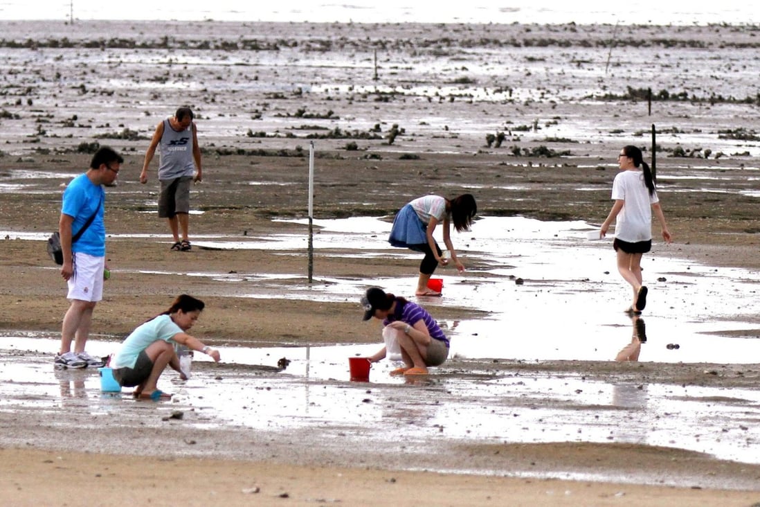 Clam diggers' use of salt to lure prey damaging coastal ecology ...