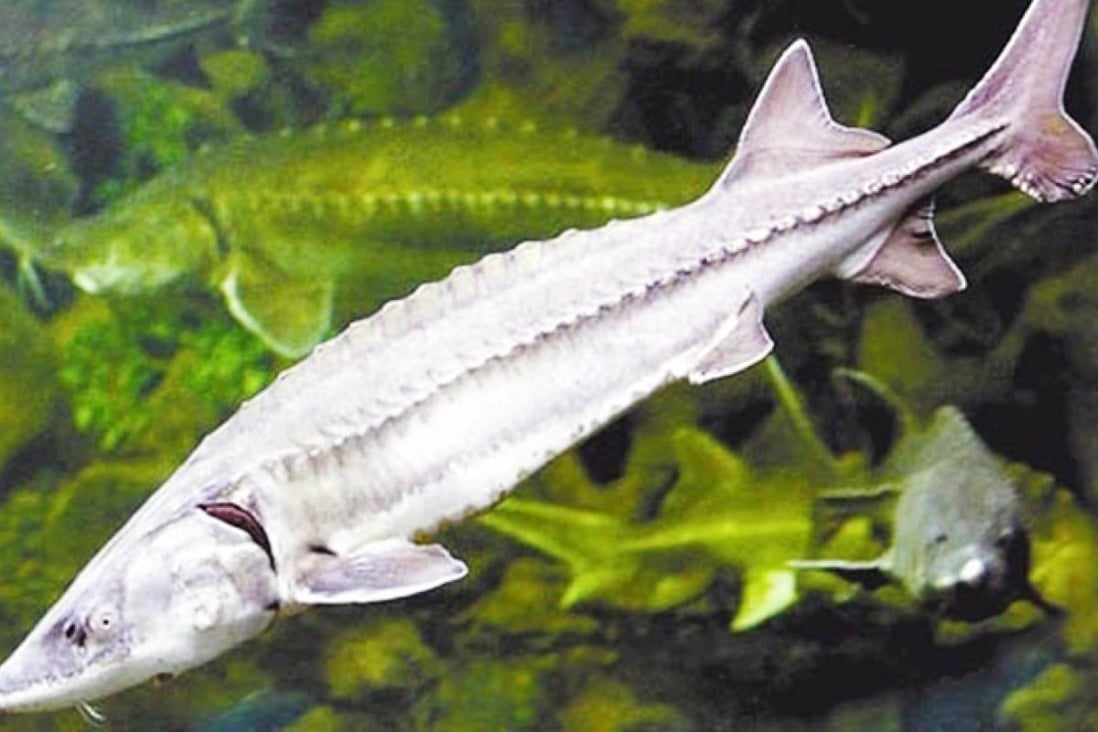 Chinese sturgeon on the brink of extinction | South China Morning Post