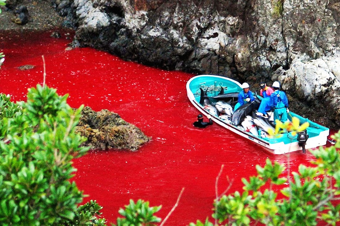 Japan slaughters first dolphins in widely-condemned annual cull | South ...