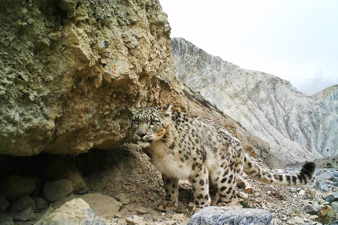 Rare snow leopards caught on camera in Tibet reserve for the first time ...