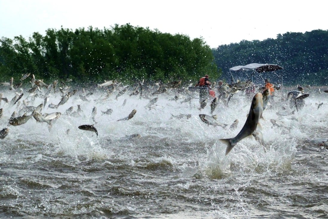 U.S. seeks a solution to Asian carp invasion | South China Morning Post