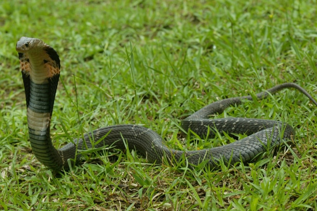 Why snakes grow two penises, but men only one: research breakthrough ...