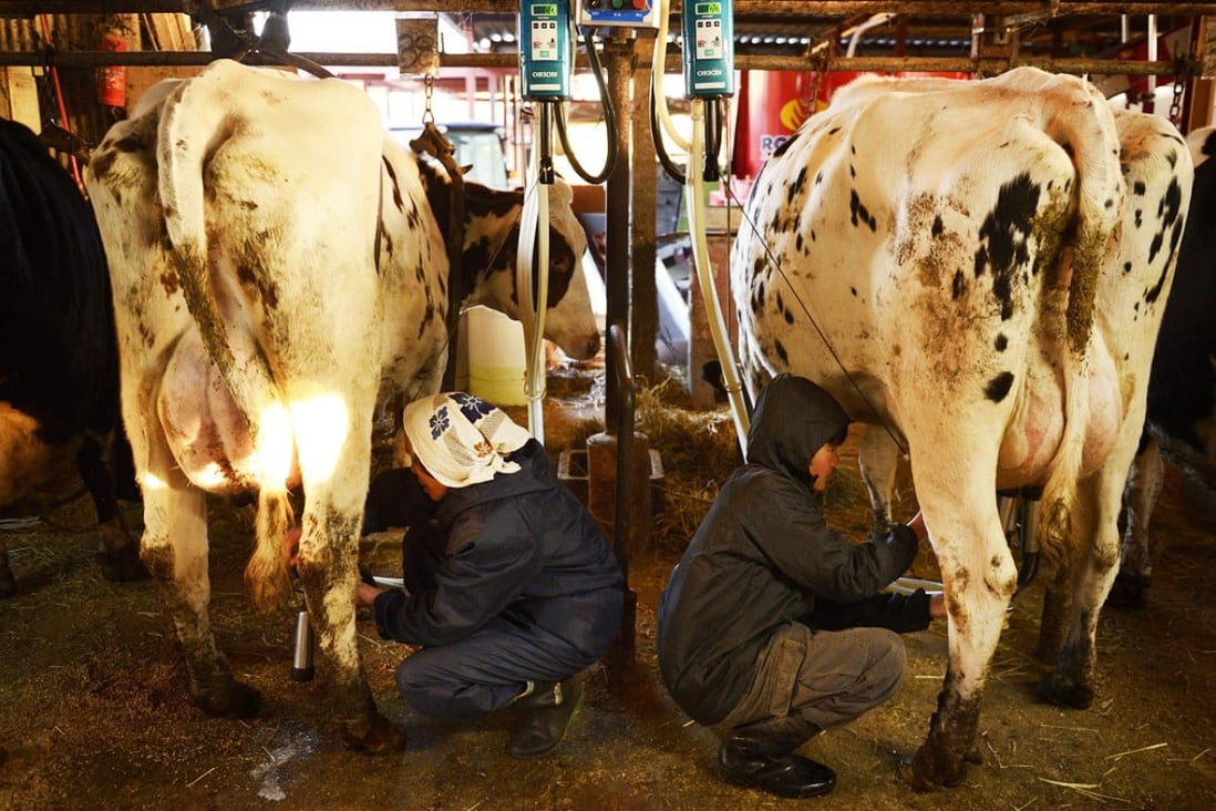 Butter shortages signal decline of farming life in Japan | South China ...