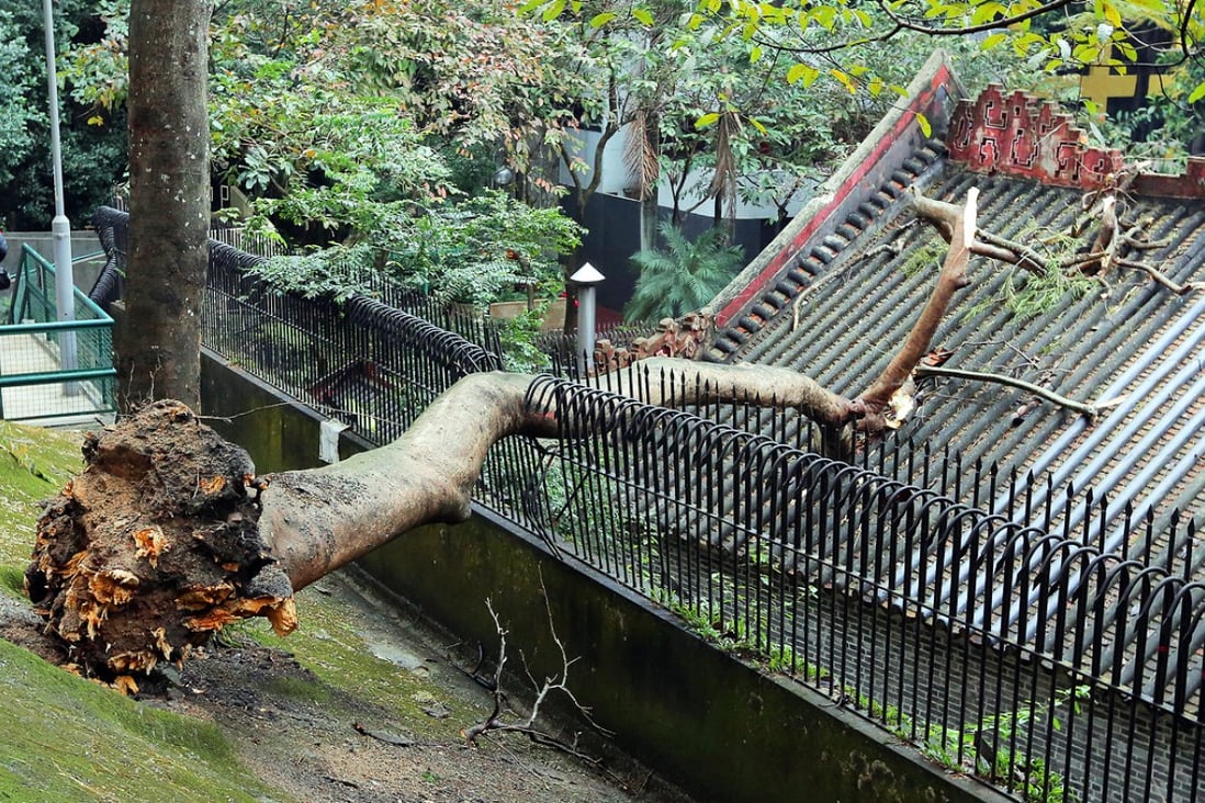 Collapsed flame tree damages roof of old Hong Kong temple | South China ...