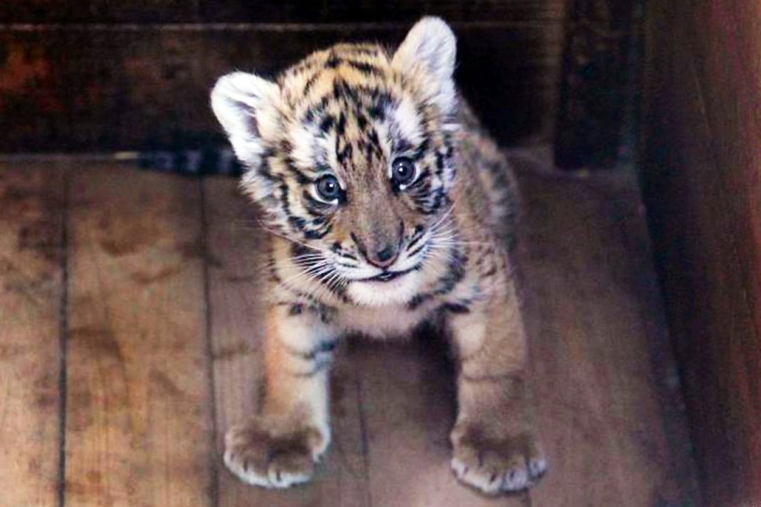 Around the nation: endangered South China tiger cub nursed back to ...