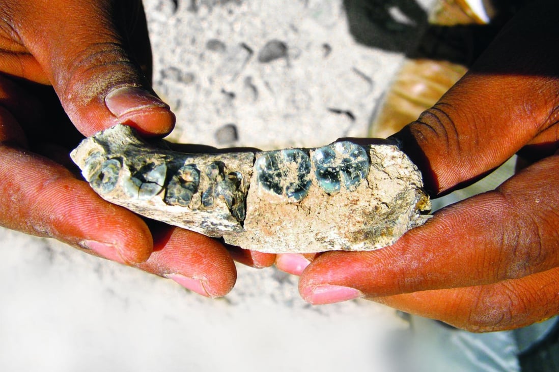 Jawbone fossil in Ethiopia sheds light on human origins | South China ...