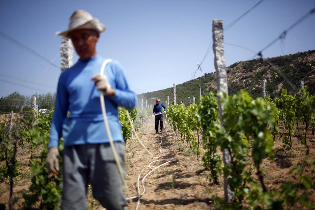 China has more vineyards than France, says international wine ...