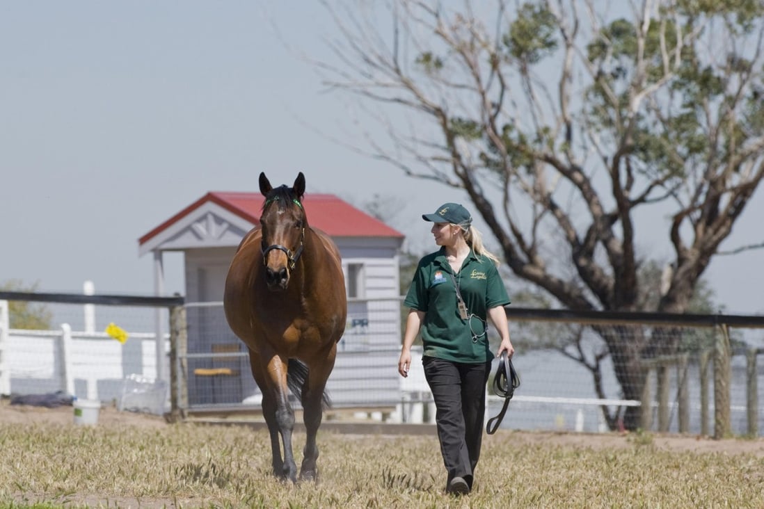 After the track, Hong Kong's champion horses retire in luxury around ...