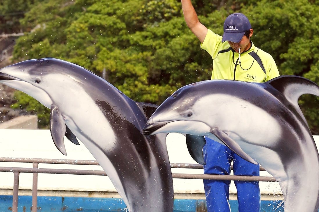 Japanese aquariums bow to pressure and vow to stop accepting dolphins ...