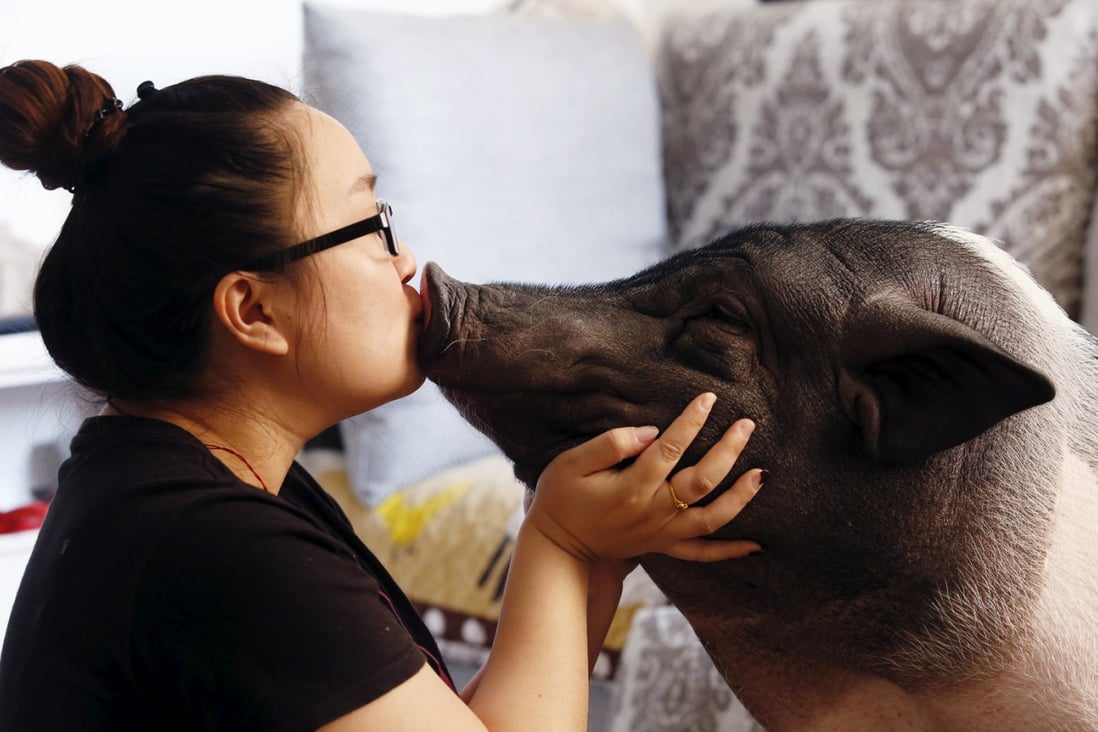 It’s a dog’s life: how affluent Chinese are falling in love with ...