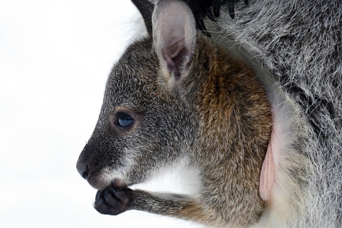 Most kangaroos are left-handed, study finds | South China Morning Post