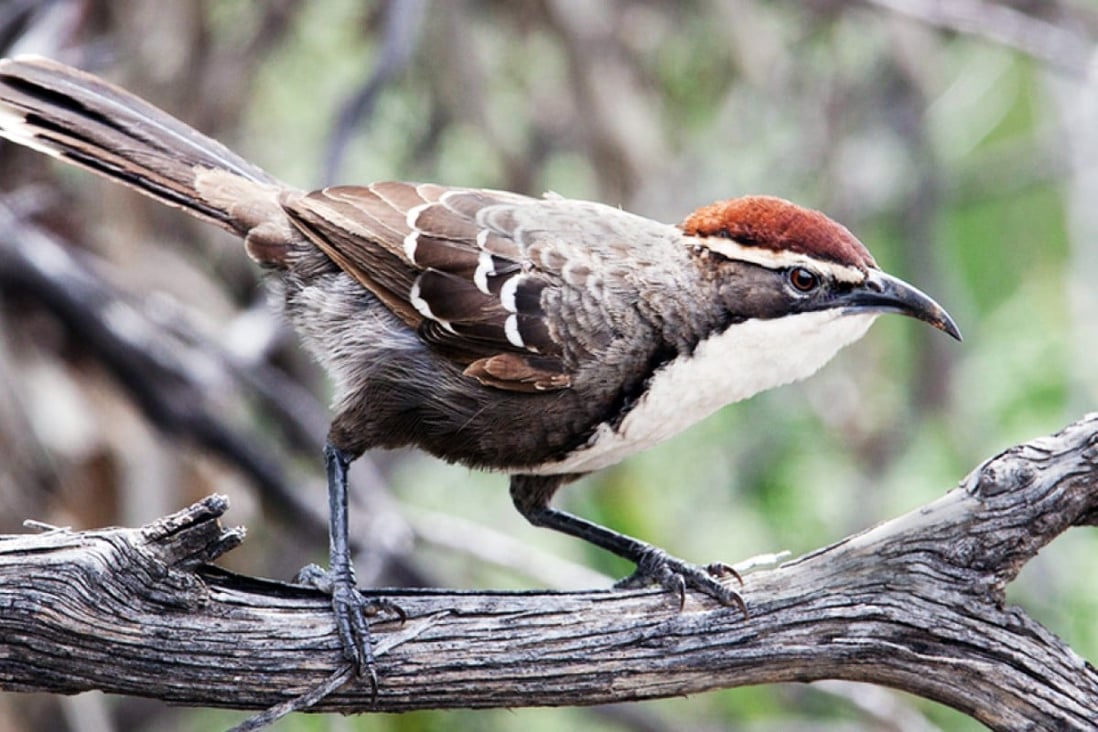 Researchers find meaning in Outback babbler bird calls | South China ...