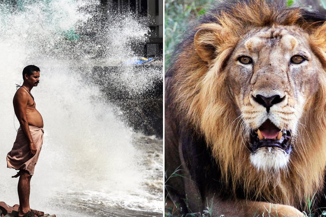 At least 10 endangered lions killed after monsoon flooding in India ...