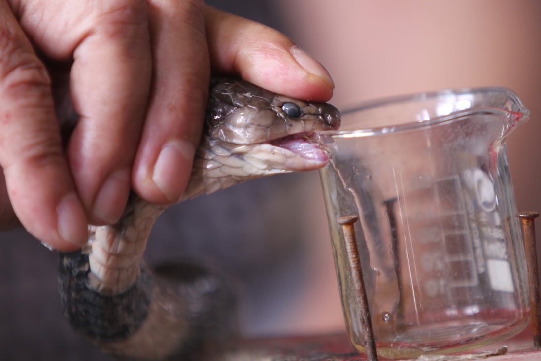 Chinese scientists use yeast to brew blood clot fighting snake venom ...