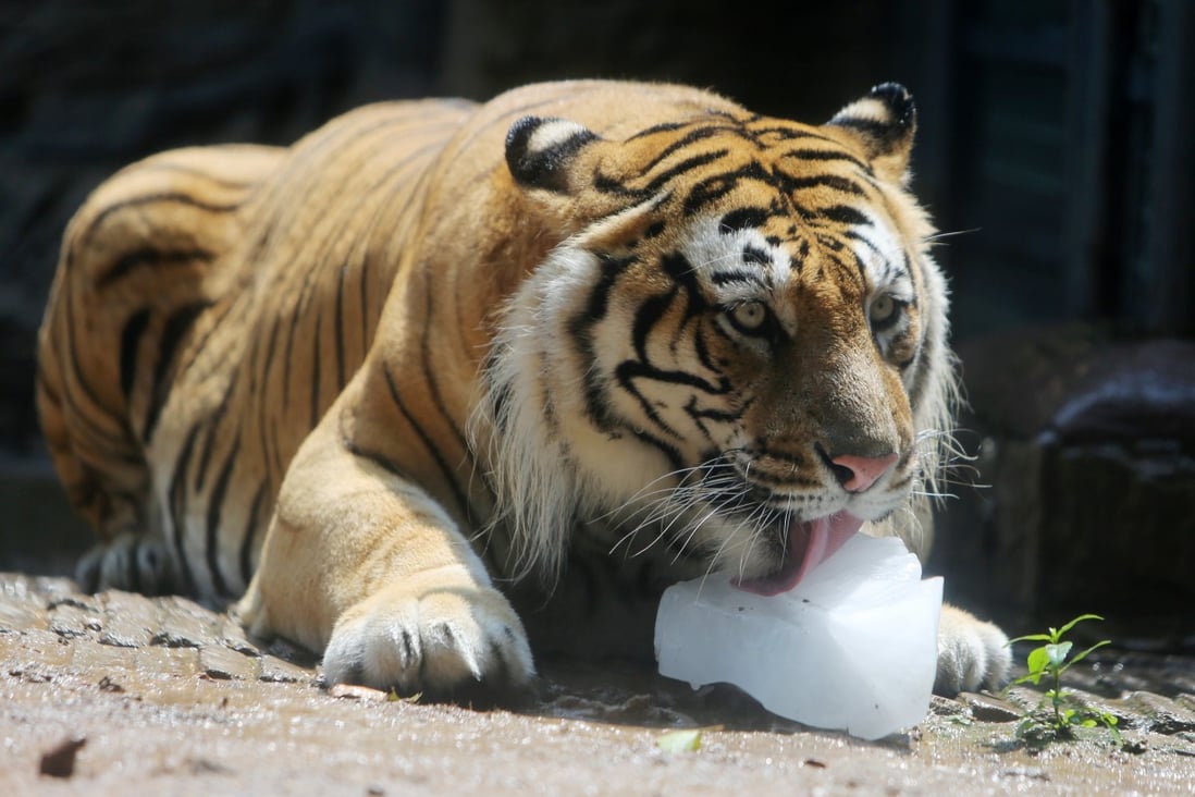 Rare fossil offers insight into hunting habits of 200 million year old ...