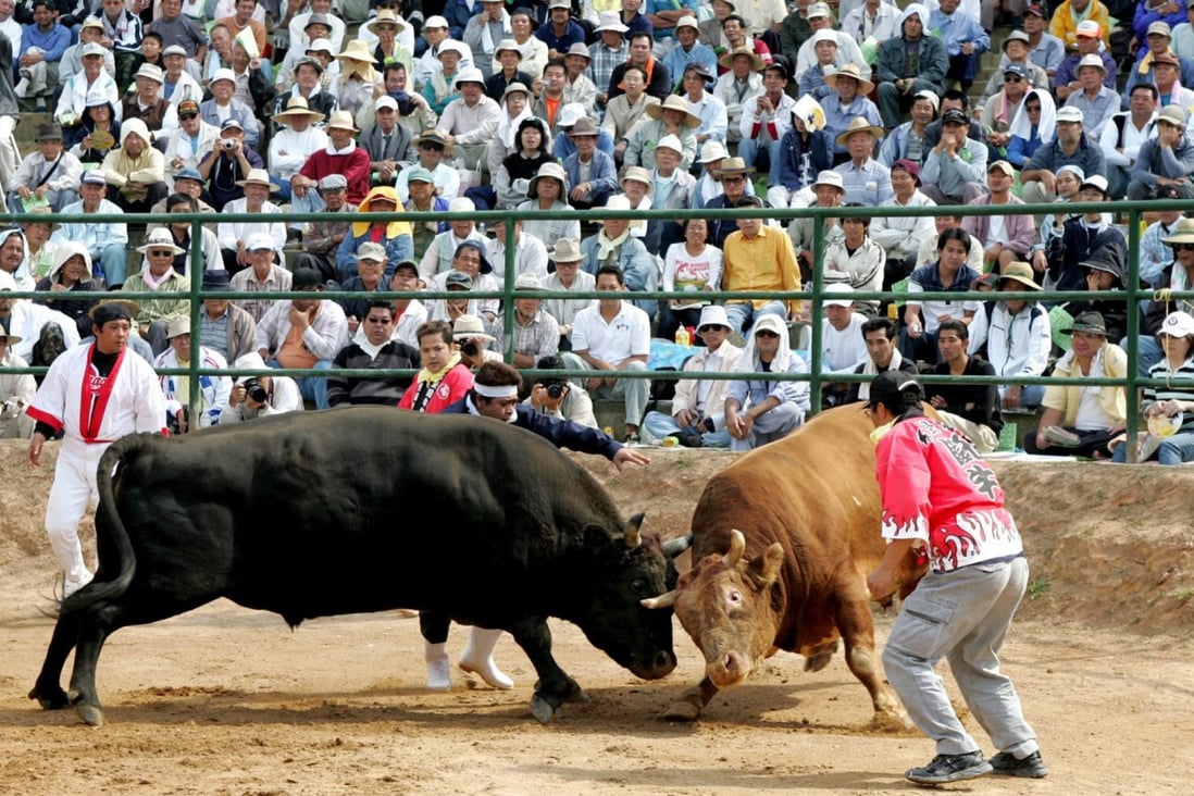 A pampered life for Japan’s prizefighter bulls | South China Morning Post