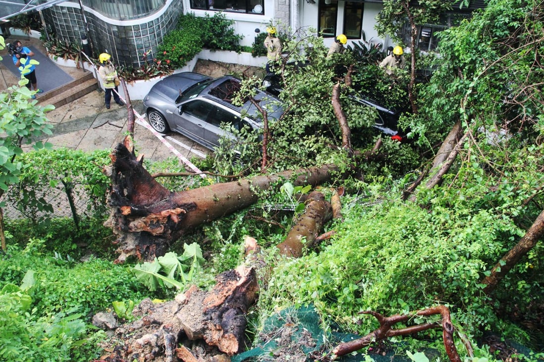 Hong Kong experts fear more trees will be cut down | South China ...