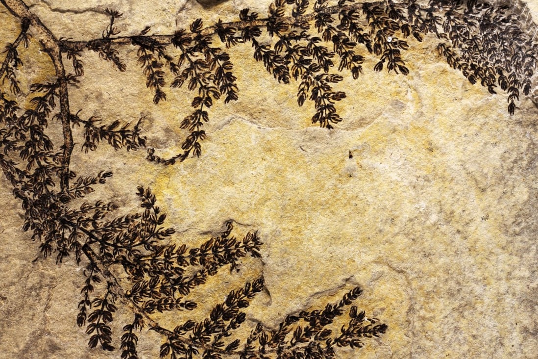 Blooming ancient: Beautiful fossilised plant had the first known ...