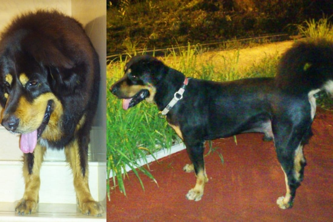 Hong Kong dog owner whose 50kg Tibetan mastiff mauled woman must pay HK ...