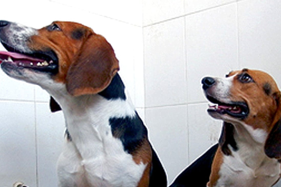 'Super puppies' created in DNA manipulation: Chinese mainland ...