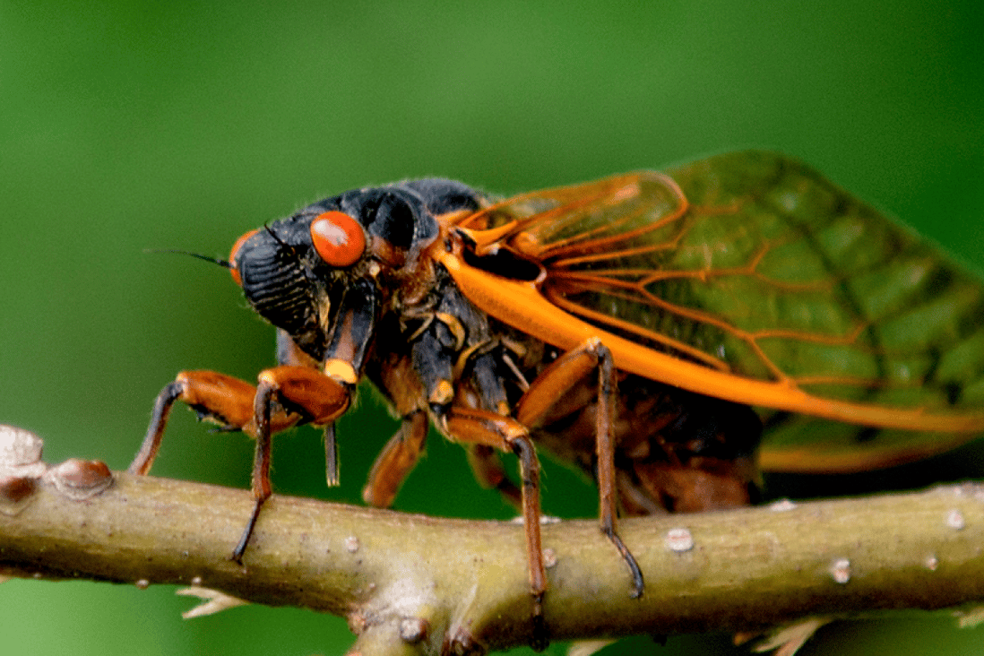 Noisy cicada plague descends on the US East Coast after 17-year ...