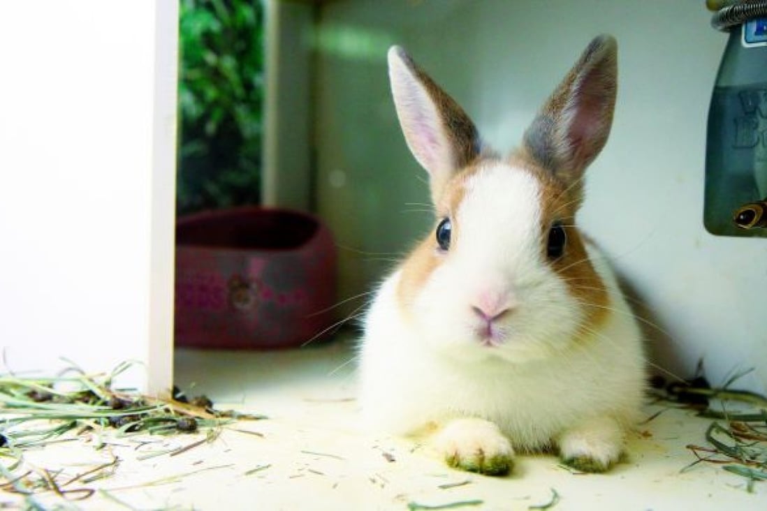 1000 Reasons to Love Hong Kong: Local Charities | South China Morning Post