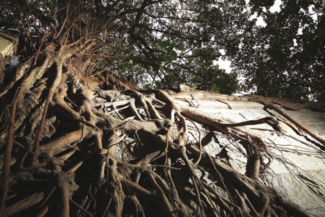 Tree Are the Champions | South China Morning Post