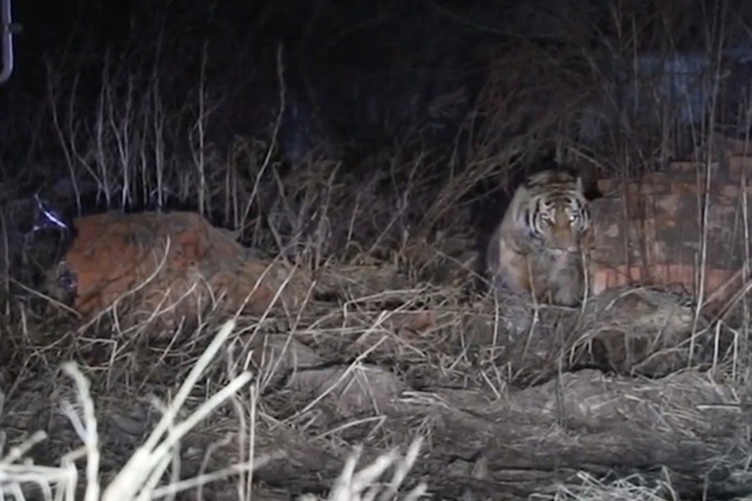 Siberian tiger attacks woman, car in northeast China | South China ...