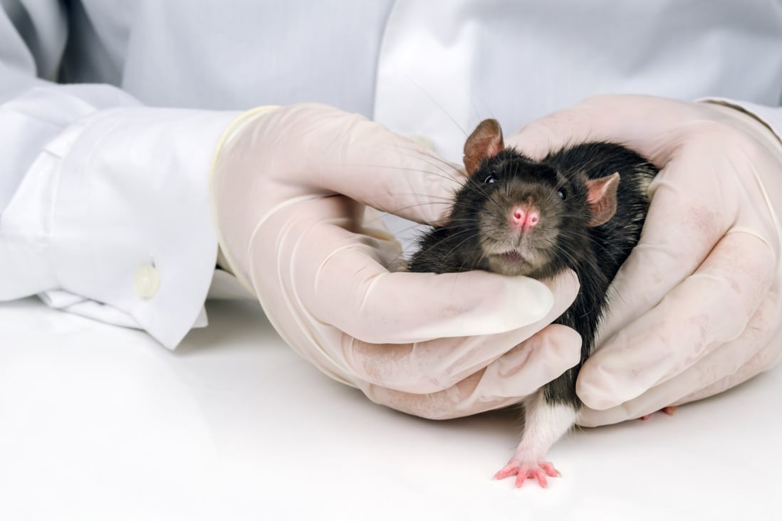 Heated debate in China over ‘pregnant male rat’ study | South China ...
