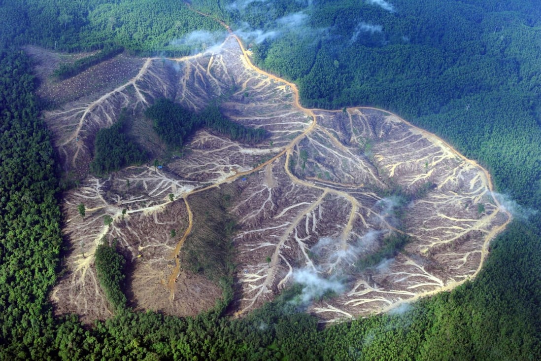 As Indonesia wavers on deforestation pledge, young climate activists ...