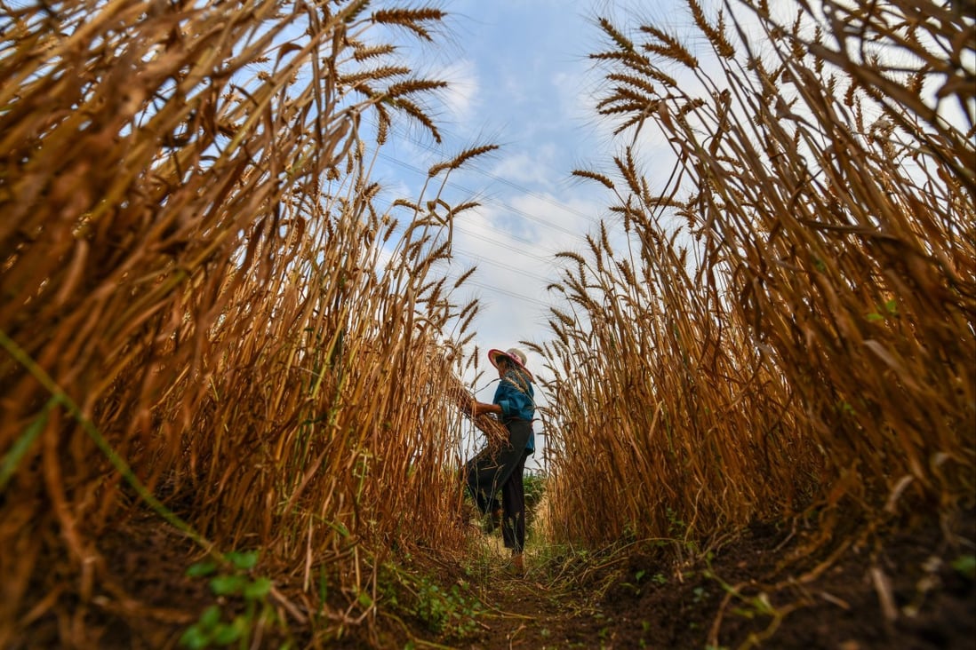 China’s grain output hits new high in 2021 as food security drive ...