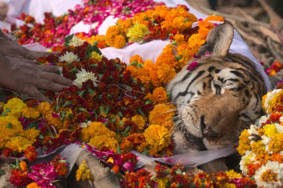 India says goodbye to tiger ‘supermum’ Collarwali that ‘kept forest ...
