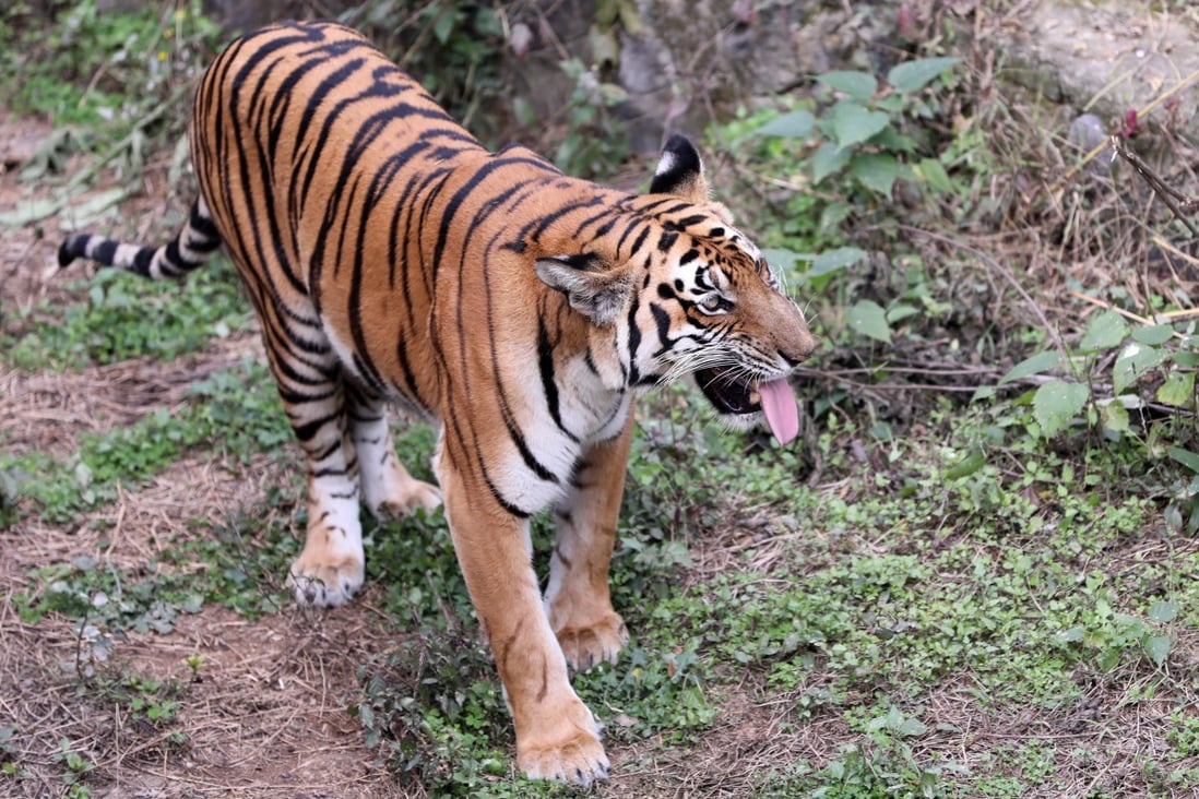 Tiger exports to Asia from South Africa are booming, threatening ...