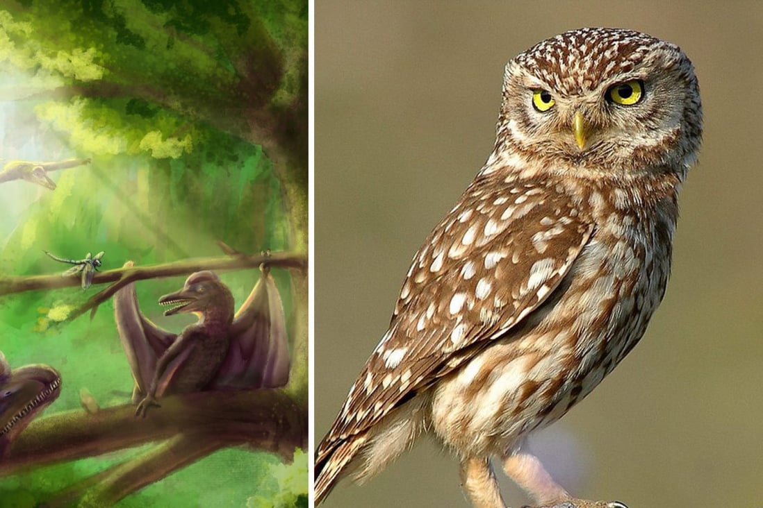 Prehistoric owls: New study theorises that a pterosaur species vomited ...