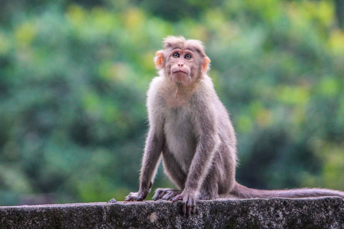 Chinese brain study finds monkeys convert time to space to memorise a ...