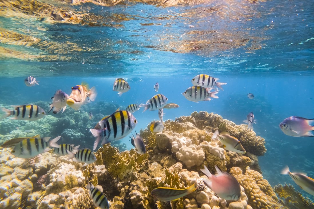 What’s that strange ocean sound? The people who unravel marine ...