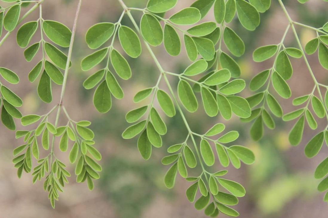 Moringa, enjoyed by India’s Modi and Cuba’s Castro, is increasingly ...
