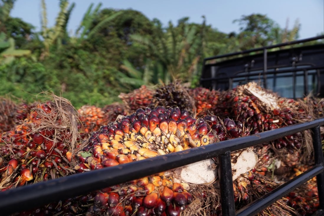 Indonesia’s Joko Widodo wants thorough probe of palm oil corruption ...