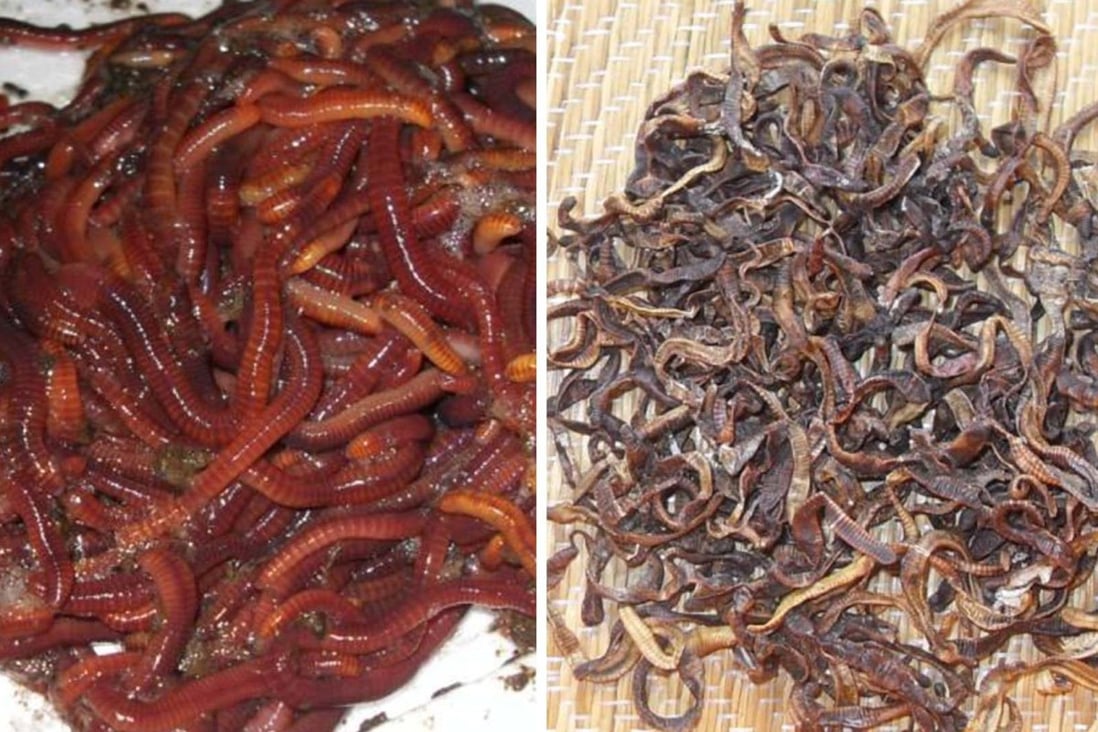 China faces earthworm wipeout as rampant growth in electro-harvesting ...