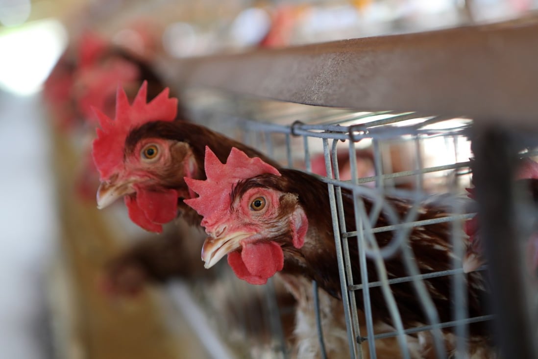 Indonesia looks to Singapore to offload its surplus chickens | South ...