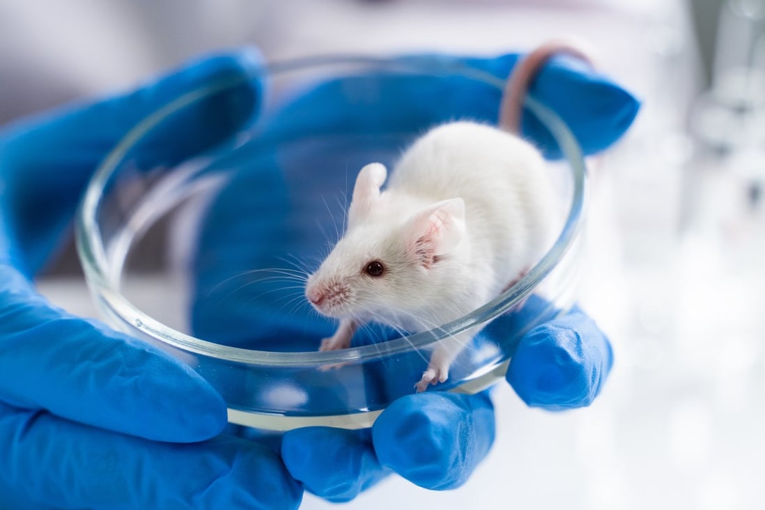 Japan scientists clone freeze-dried mice in bid to beat extinction ...
