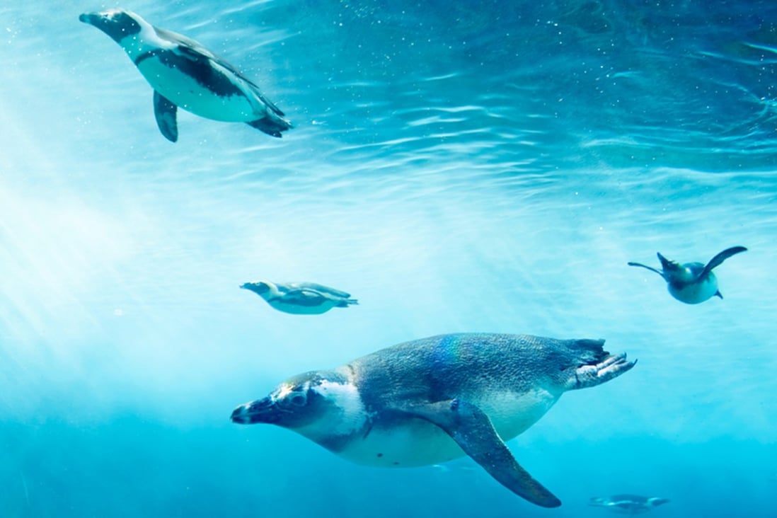 Chinese scientists say penguins stopped flying and became great ...