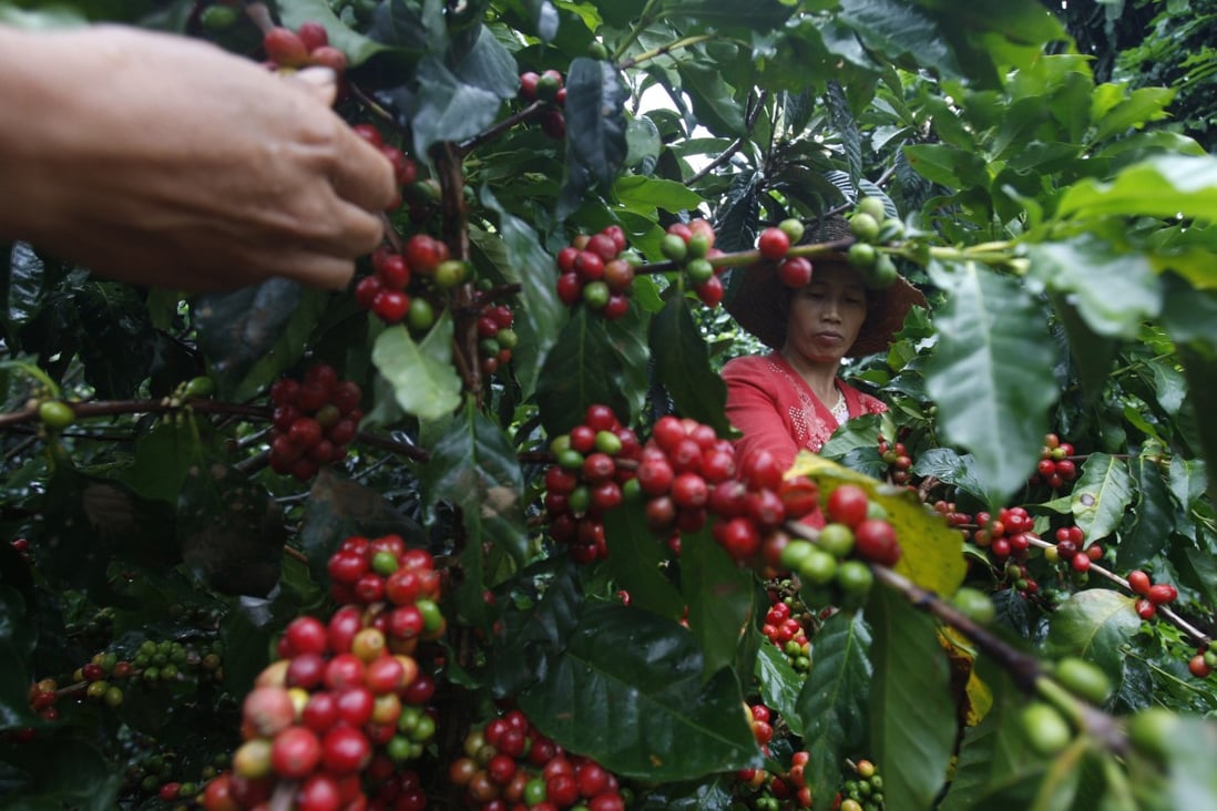 China, slowly but surely, is waking up and smelling the coffee | South ...
