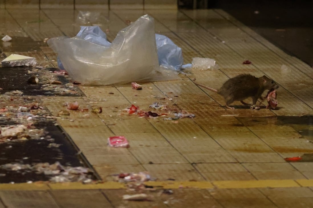 Rats and sweet potatoes: Hong Kong’s method of measuring rodent ...