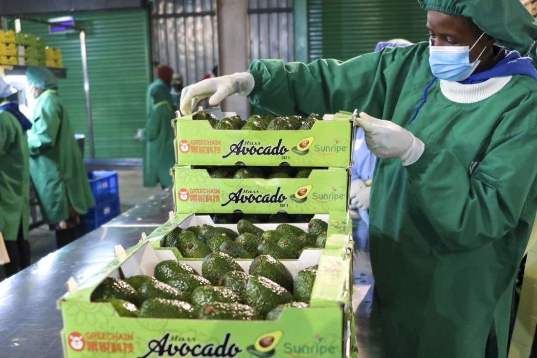Fresh Kenyan avocados on Chinese shelves mark new era in Africa-China ...