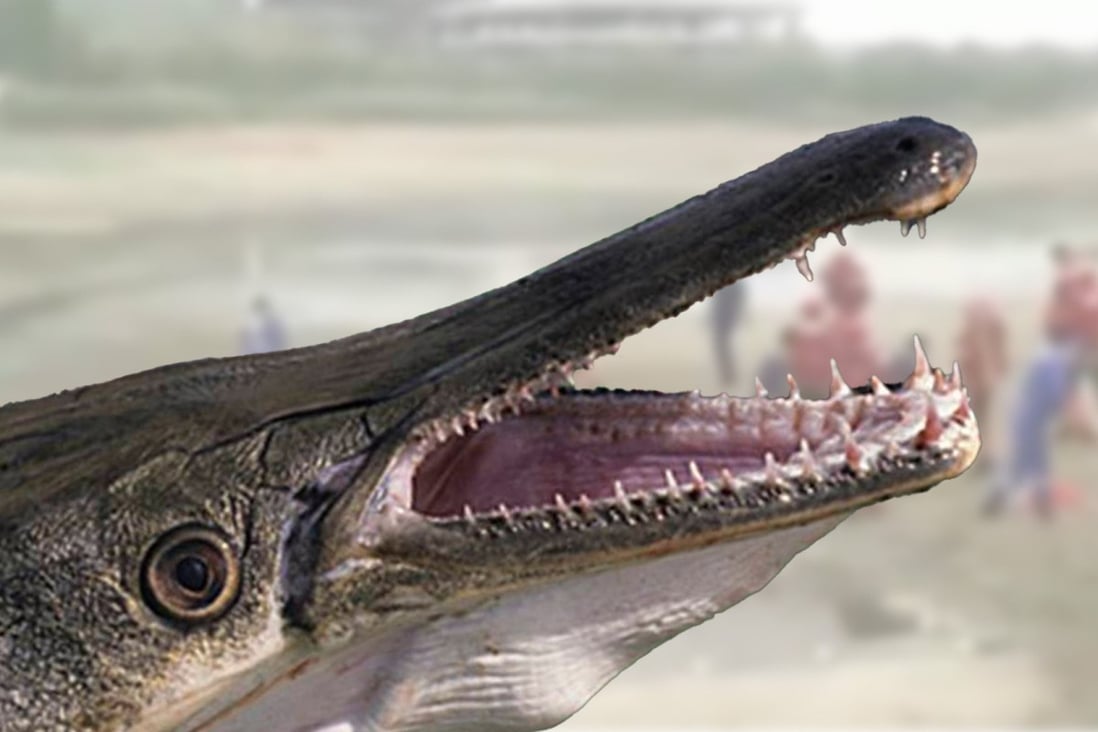 Fugitive ‘monster fish’: Chinese city drains entire lake to hunt ...